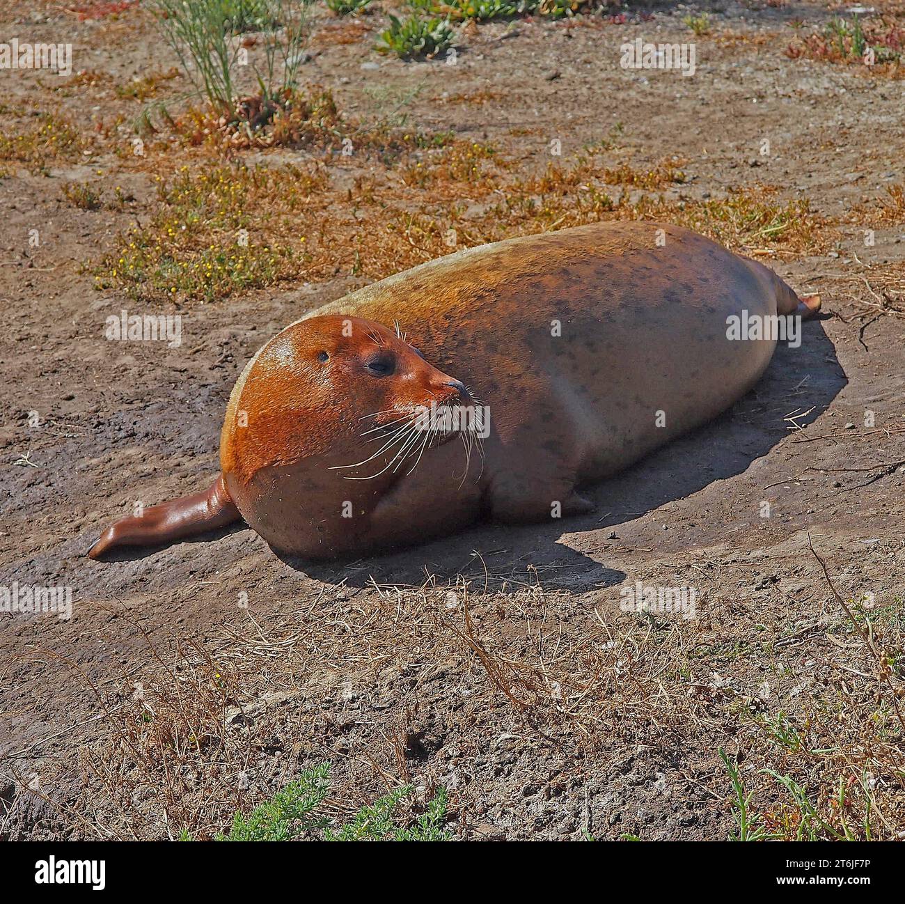 seal, pinneped, mammal, wildlife, resting, rest, San Francisco Bay ...