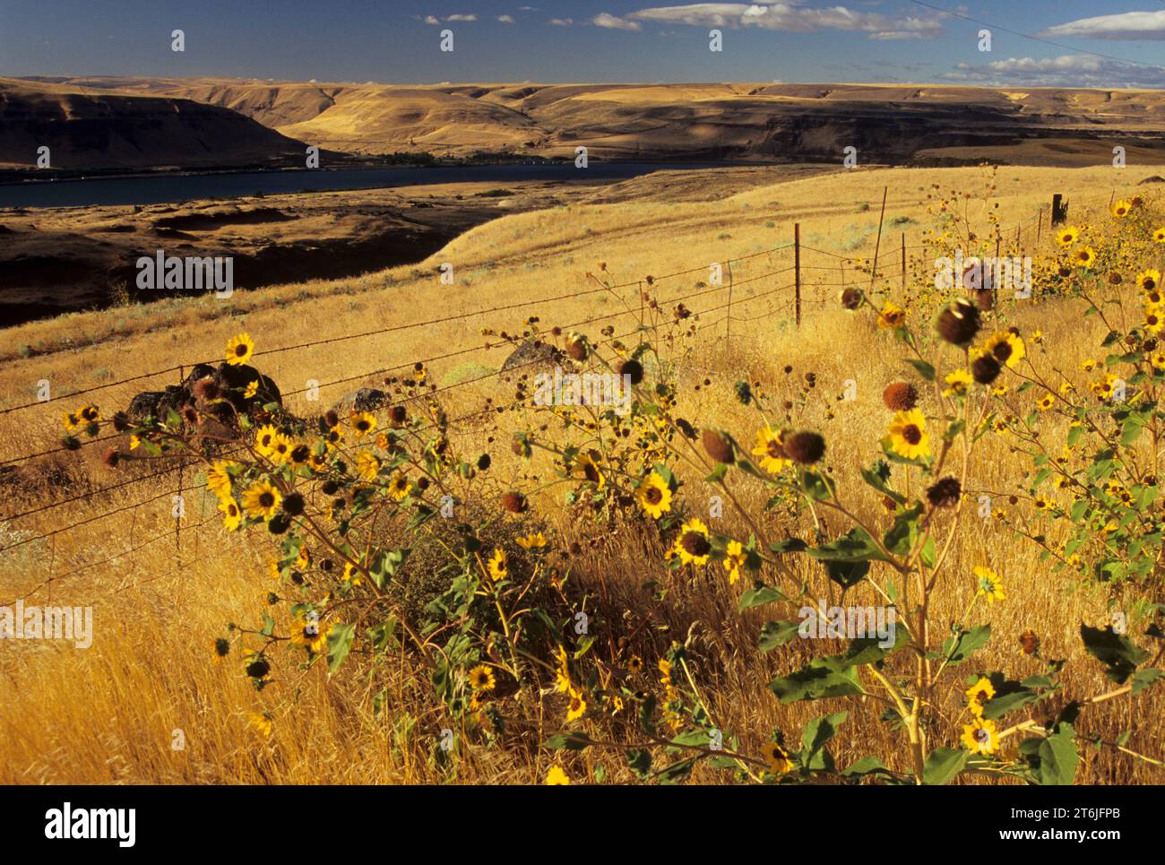 Columbia River view with sunflowers, Columbia River Gorge National ...