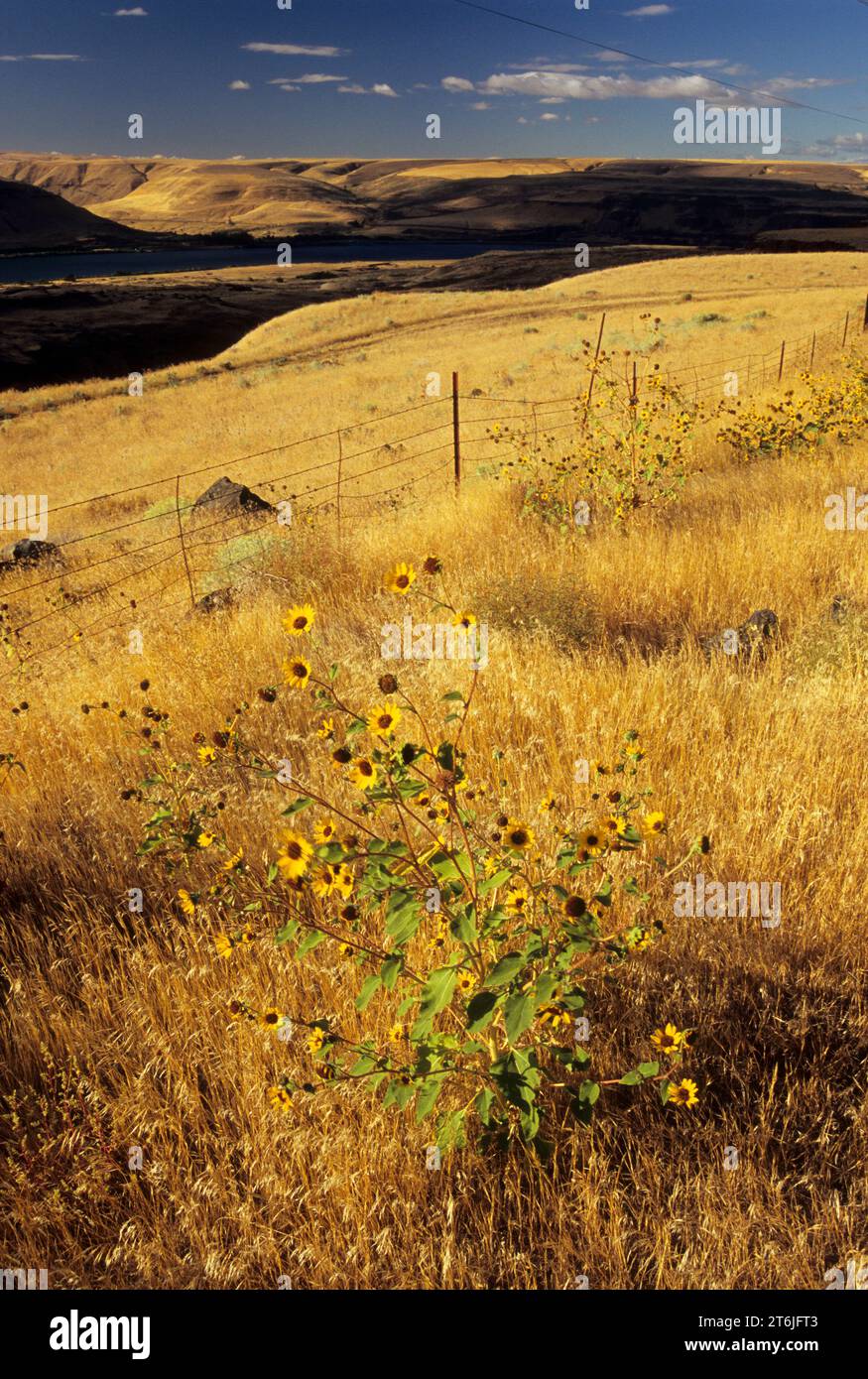 Columbia River view with sunflowers, Columbia River Gorge National ...