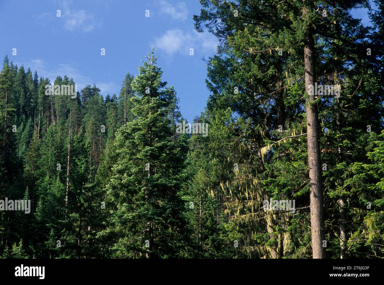 Tucannon River canyon forest, Umatilla National Forest, Washington ...