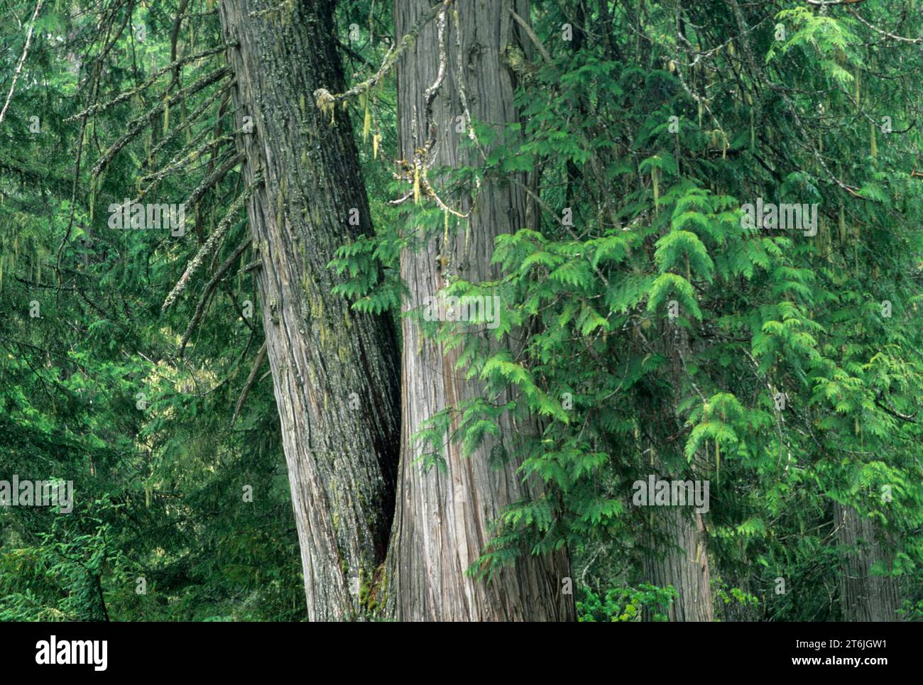 Ancient red cedars (Thuja plicata), Roosevelt Grove of Ancient Cedars ...
