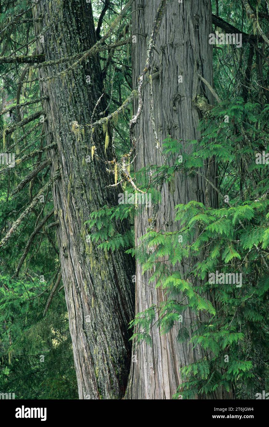 Ancient red cedars (Thuja plicata), Roosevelt Grove of Ancient Cedars ...