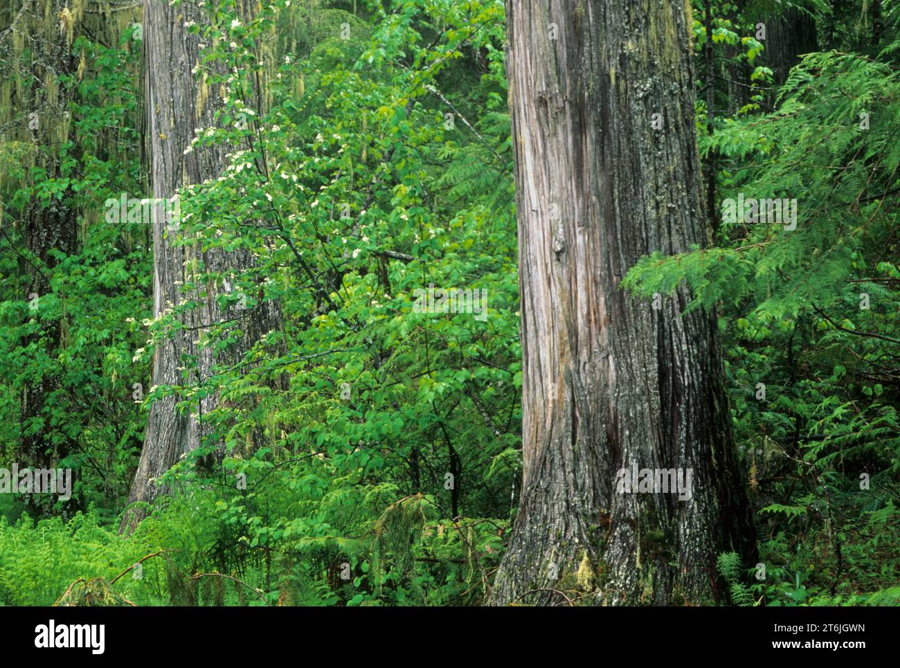 Ancient red cedars (Thuja plicata), Roosevelt Grove of Ancient Cedars ...