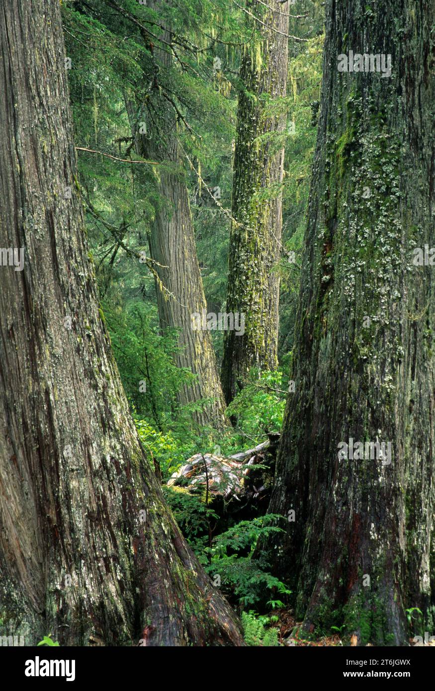 Ancient red cedars (Thuja plicata), Roosevelt Grove of Ancient Cedars ...