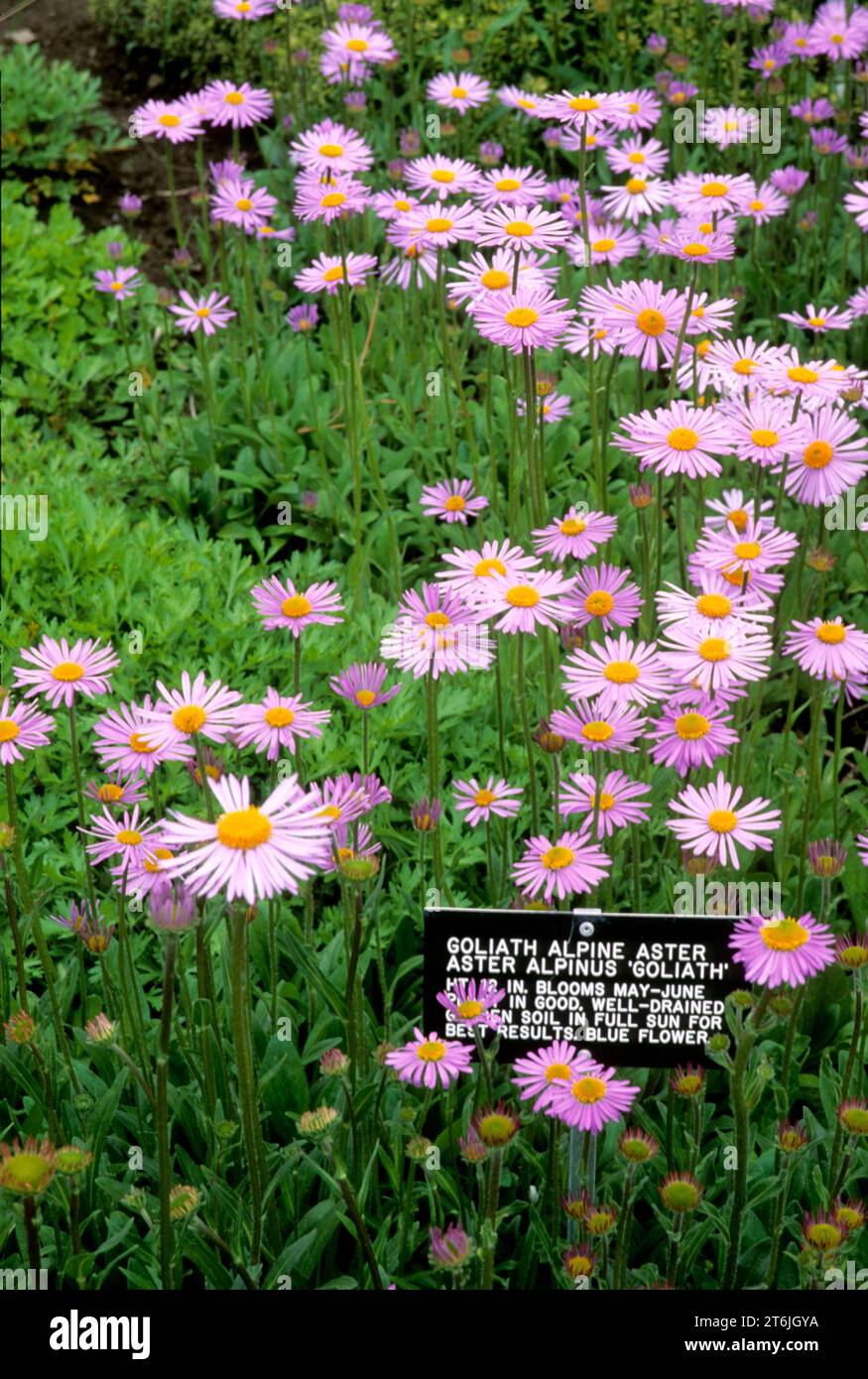 Goliath alpine asters hi-res stock photography and images - Alamy