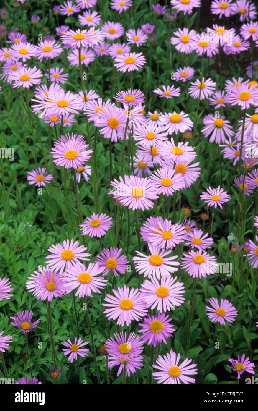 Goliath alpine asters hi-res stock photography and images - Alamy