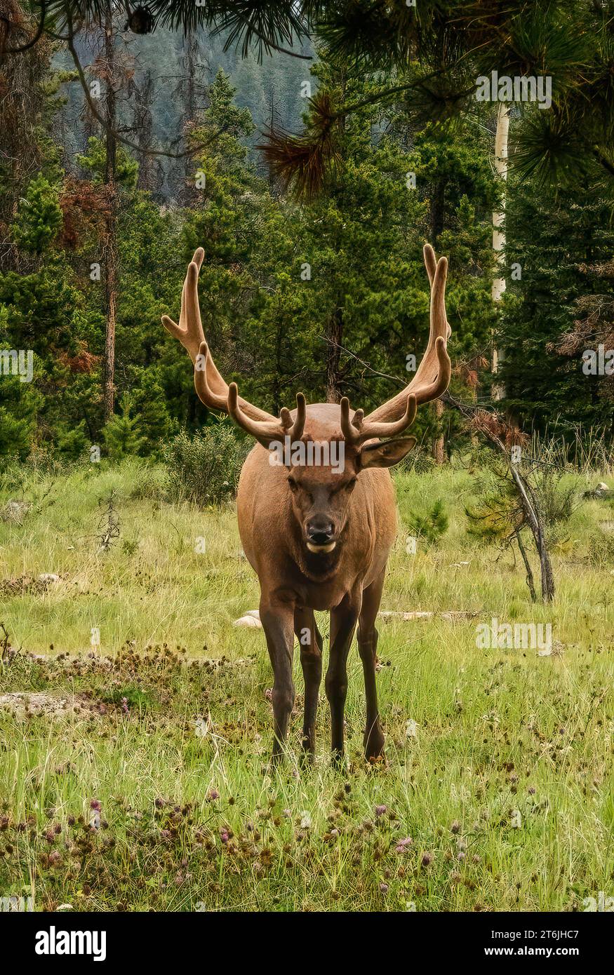 Canadian Elk with Magnificent Rack in Canada Stock Photo - Alamy