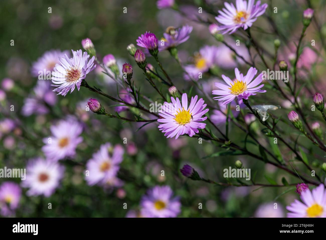 Close up of aromatic aster (symphyotrichum oblongifolium) flowers in ...