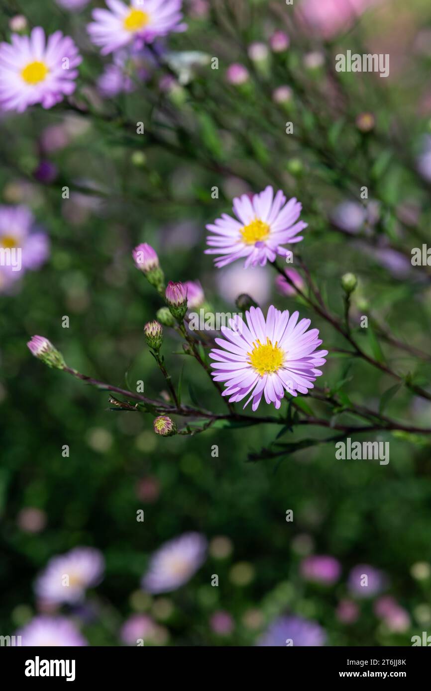 Close up of aromatic aster (symphyotrichum oblongifolium) flowers in ...