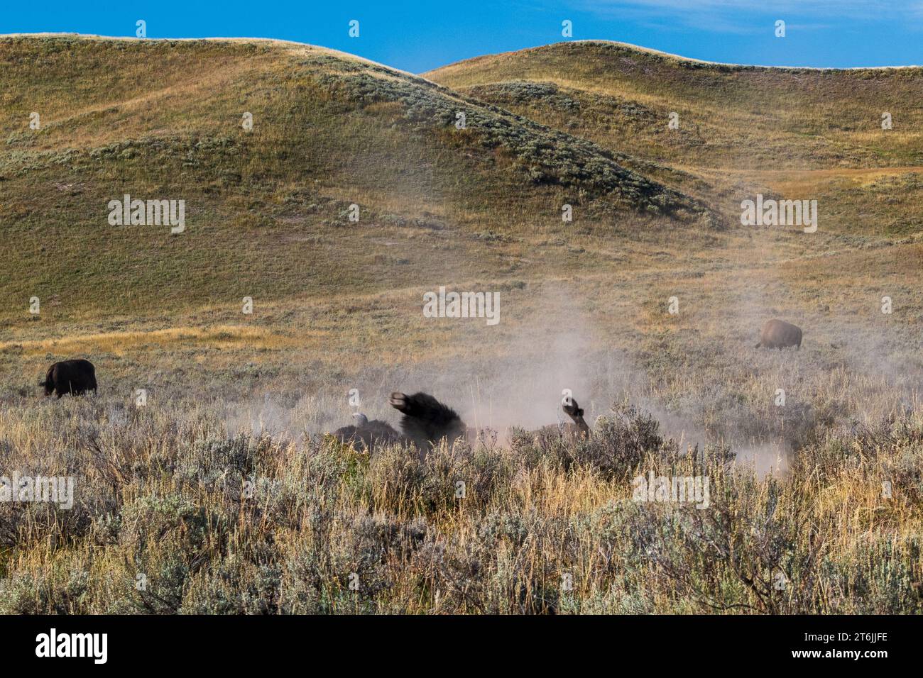 Bison wallow hi-res stock photography and images - Alamy