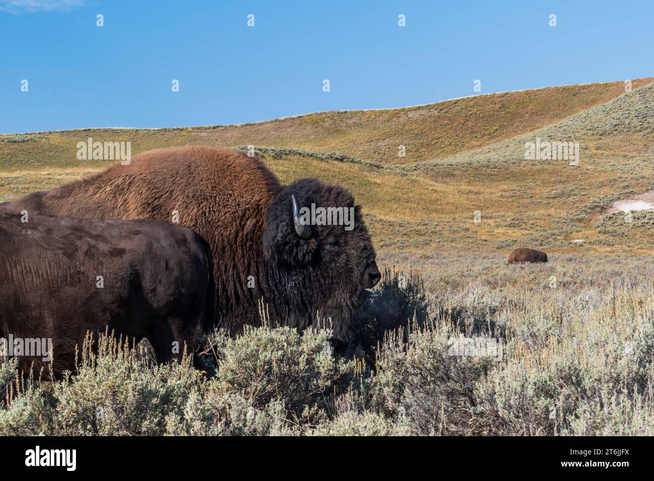 Dust wallow hi-res stock photography and images - Alamy