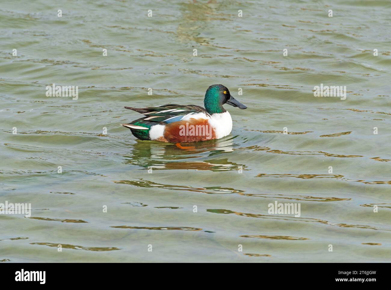 Northern Shoveler in an Estuary Pond in the Port Aransas Birding Center ...