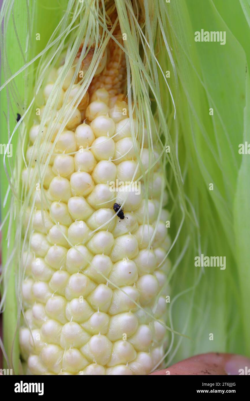 Four spotted Sap Beetle, latin name is Glischrochilus quadrisignatus ...