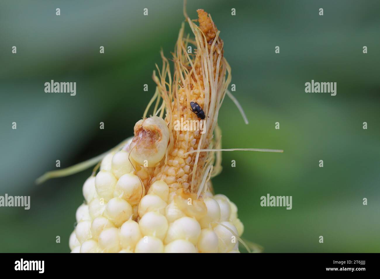 Four spotted Sap Beetle, latin name is Glischrochilus quadrisignatus ...