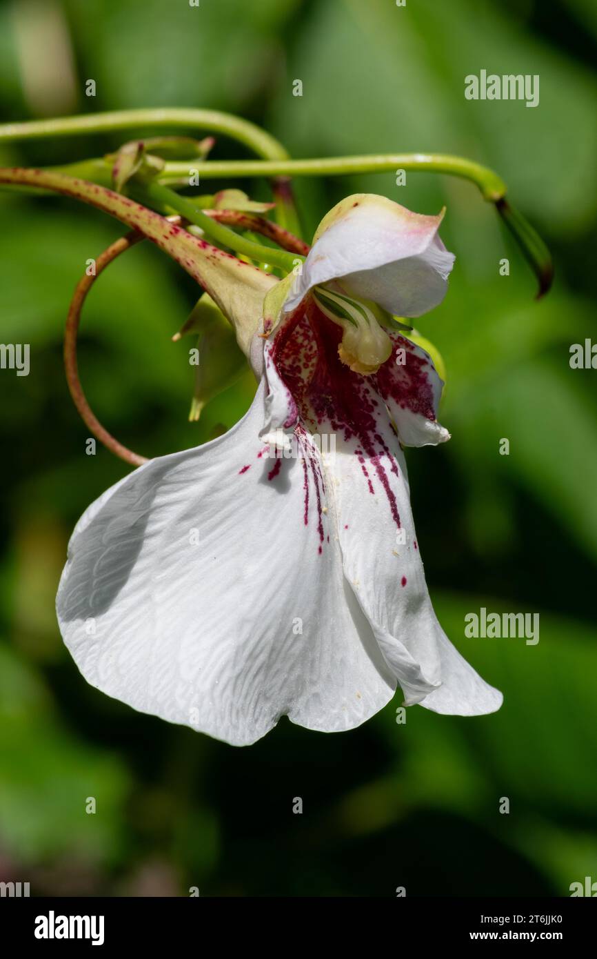 Impatiens tinctoria hi-res stock photography and images - Alamy