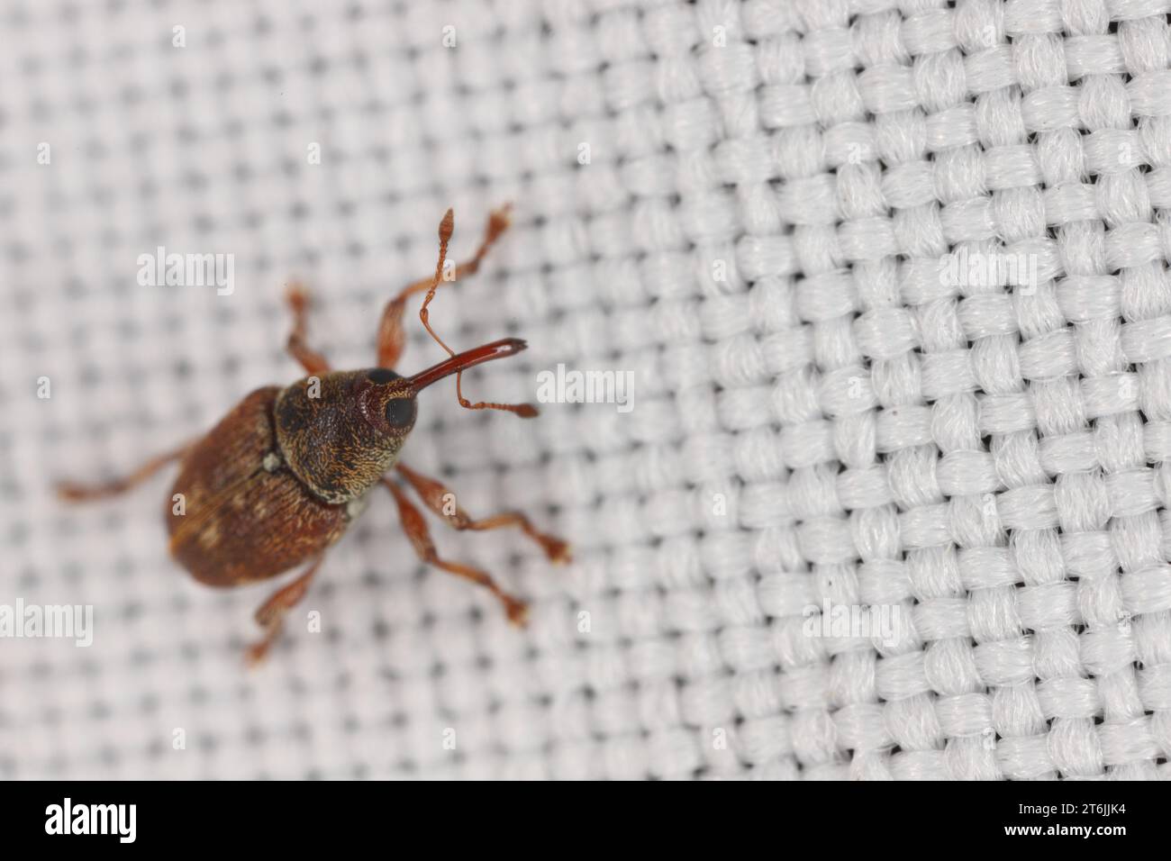 Curculio rubidus, Weevil from family Curculionide Stock Photo - Alamy
