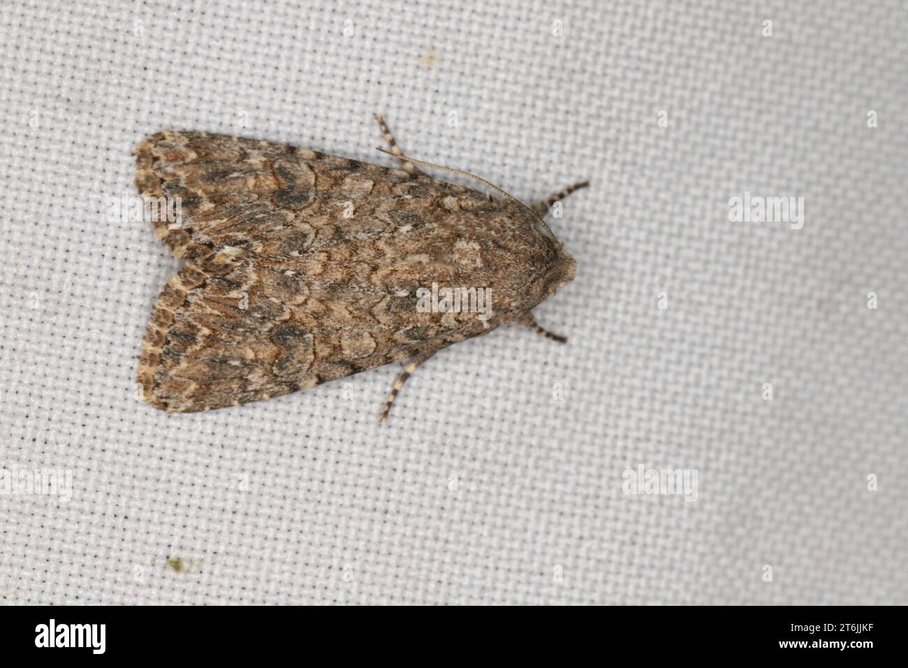 Anarta trifolium hi-res stock photography and images - Alamy