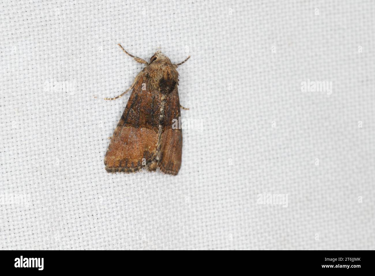 Owlet moth (Noctuidae). Insect on the window curtain Stock Photo - Alamy