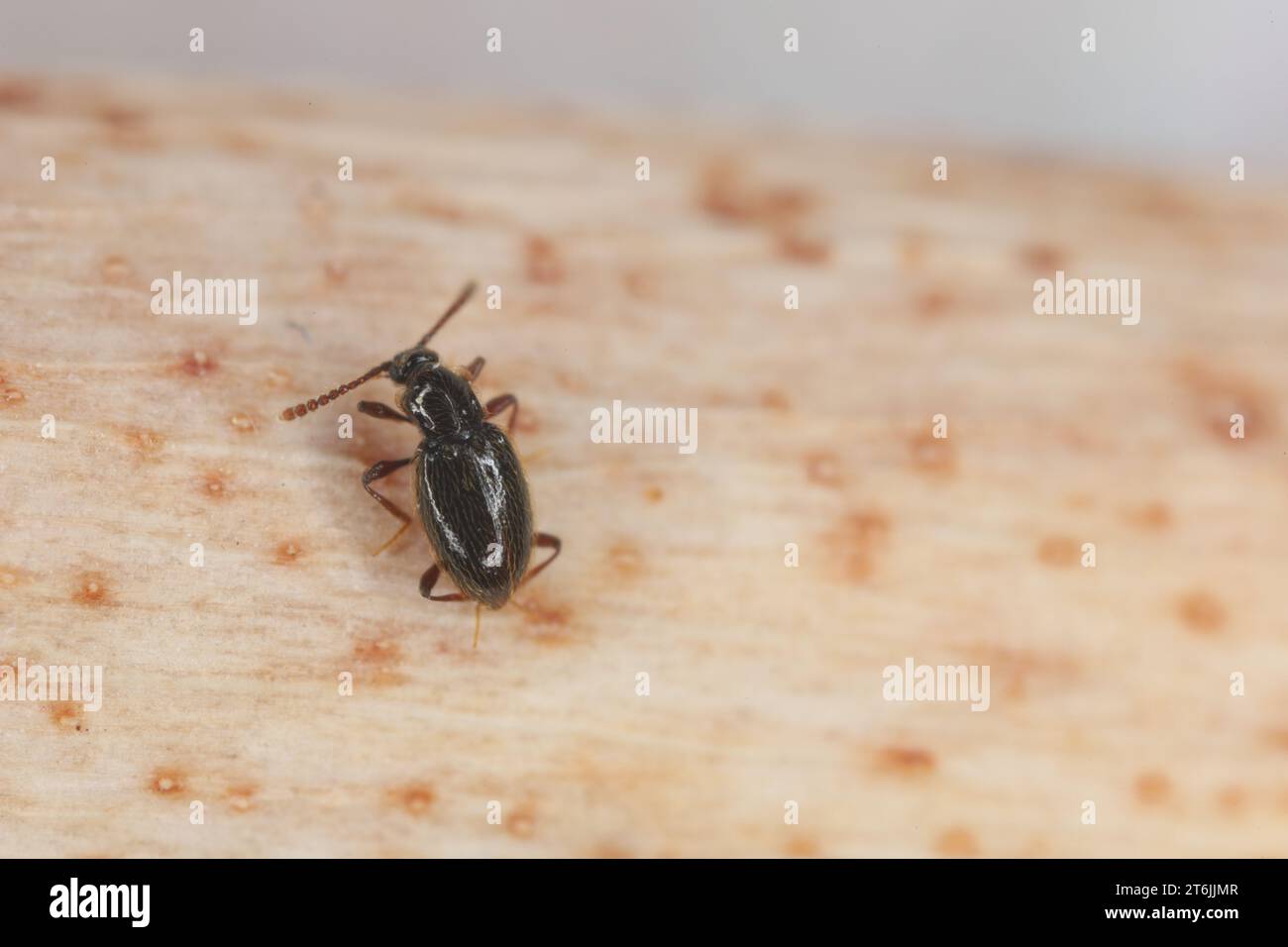 Scydmaeninae are a subfamily of small beetles, commonly called ant-like ...