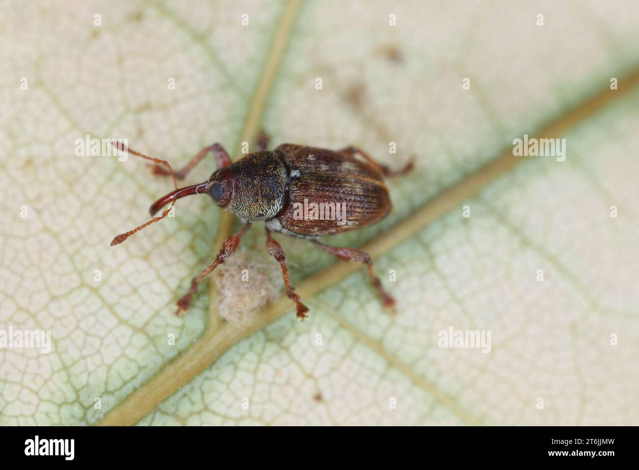 Curculionide hi-res stock photography and images - Alamy