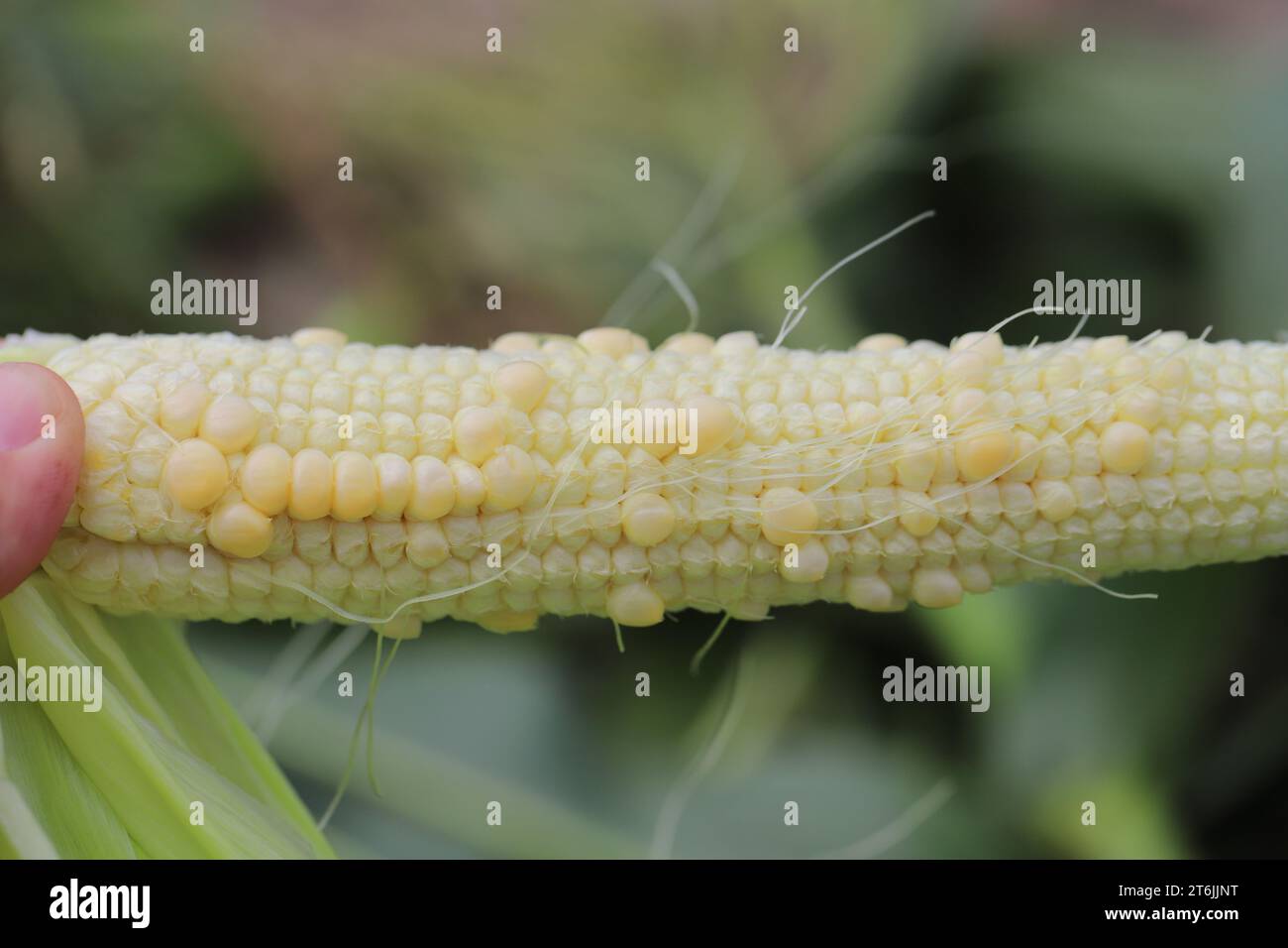 Corn cob with low number of kernels through poor pollination Stock ...