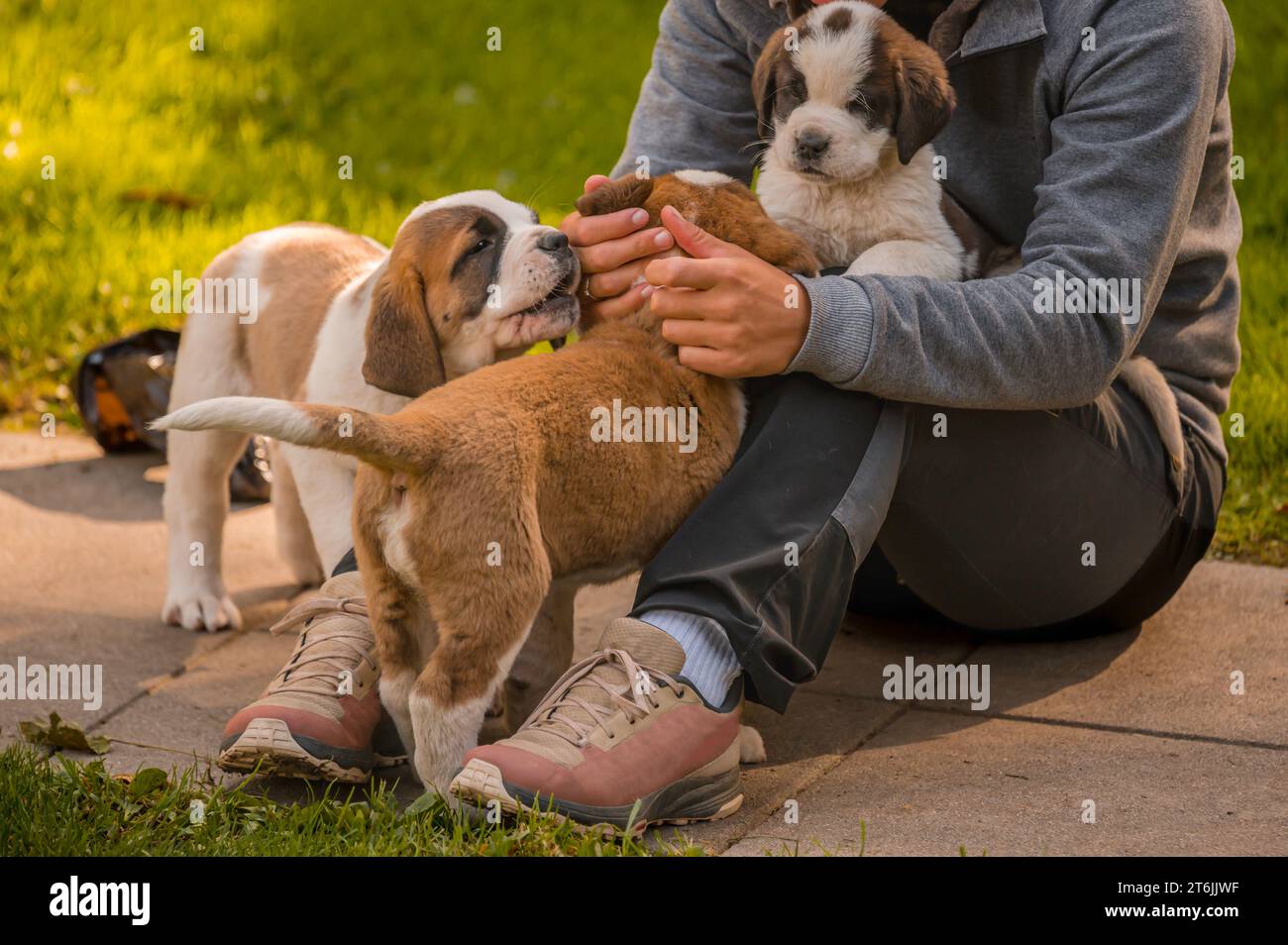 Hand caressing dog. People playing with brown and white Saint Bernard ...