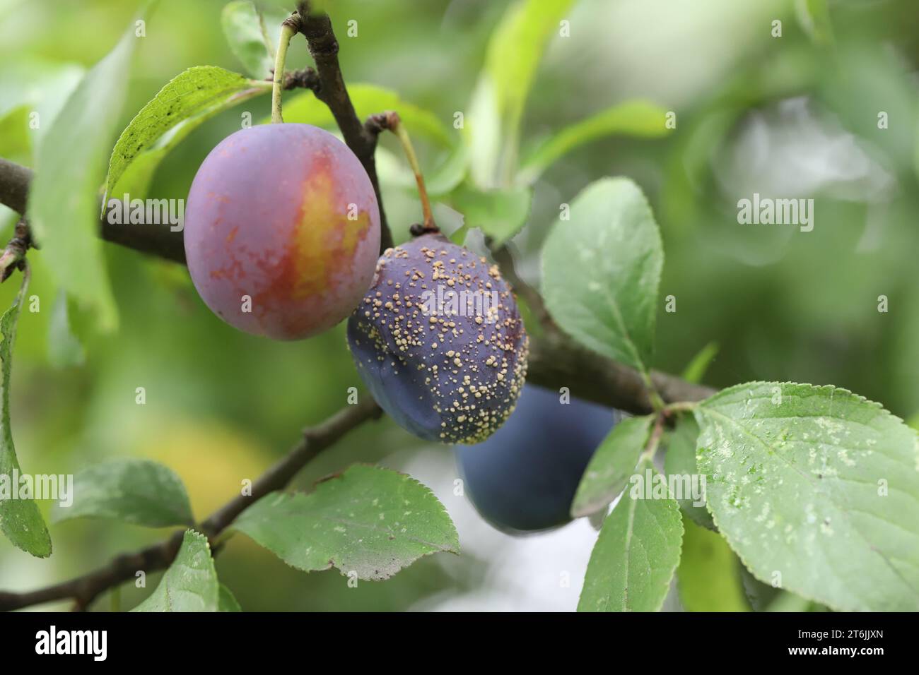 Plum tree disease hi-res stock photography and images - Alamy