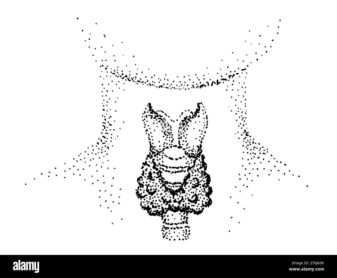 Thyroid gland on white background Stock Vector Image & Art - Alamy Thyroid gland on white background Stock Vector Image & Art - Alamy