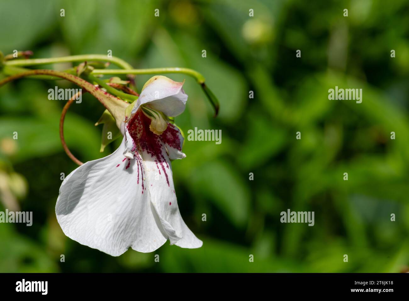 Impatiens tinctoria hi-res stock photography and images - Alamy