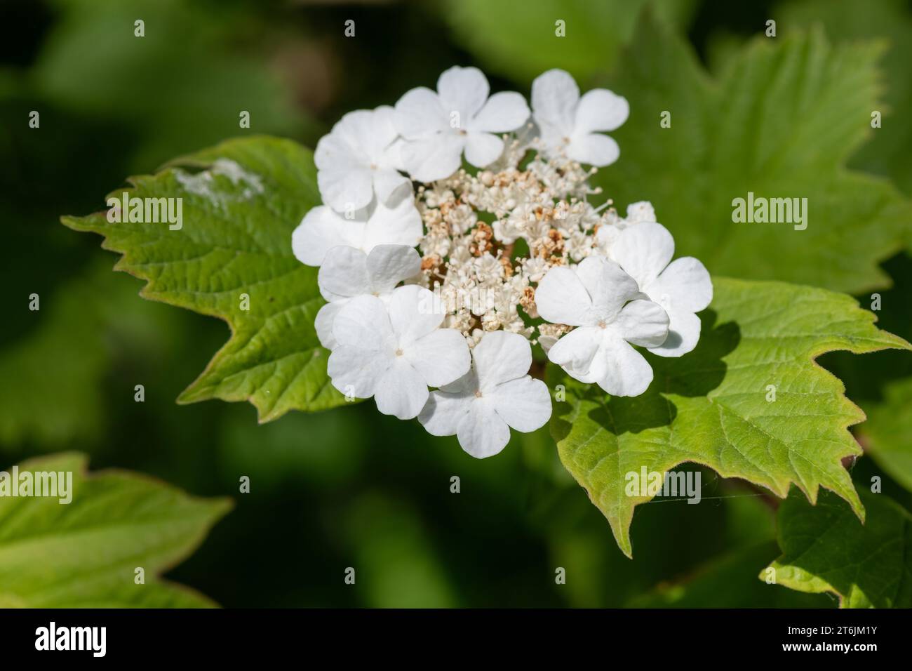 Close up of cranberry bush viburnum (viburnum trilobum) flowers in ...