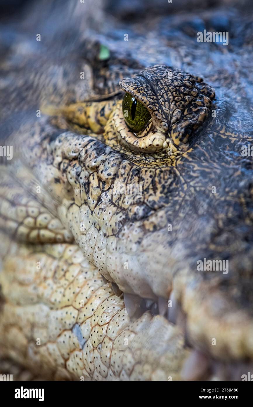 Close-up shot of the face of a dangerous but beautiful crocodile in its ...