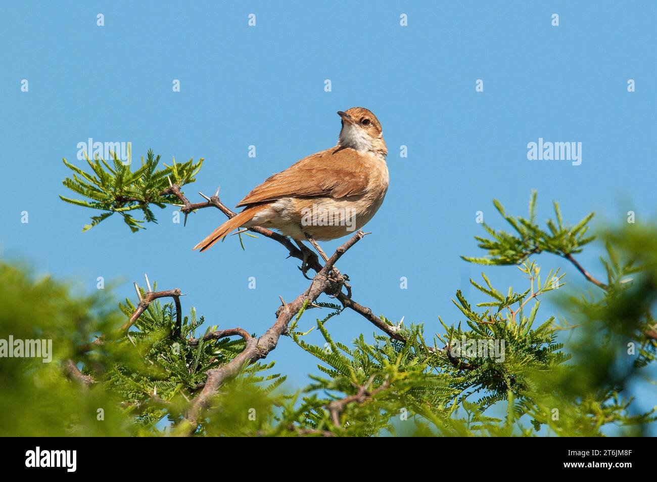 Rufous Hornero , Argentine national Bird, Iberà Marshes, Corrientes ...