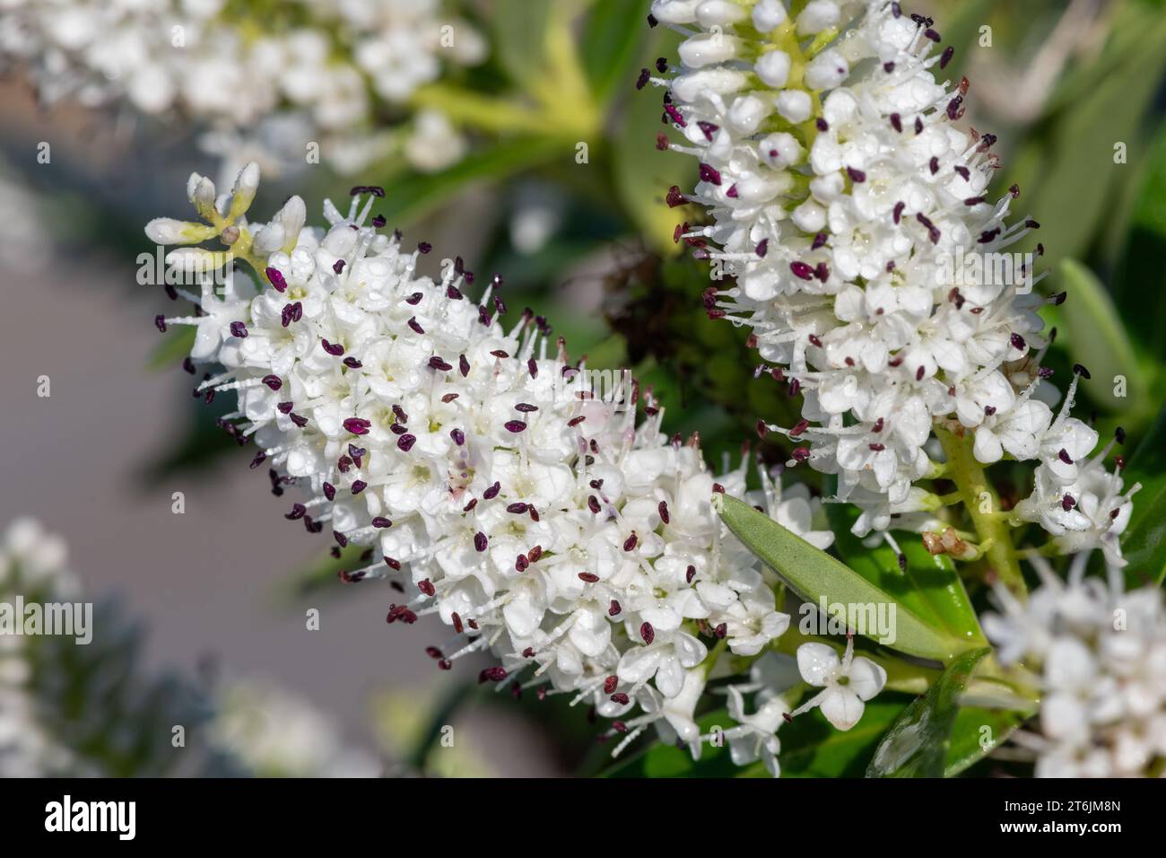 Close up of white hebe flowers in bloom Stock Photo - Alamy