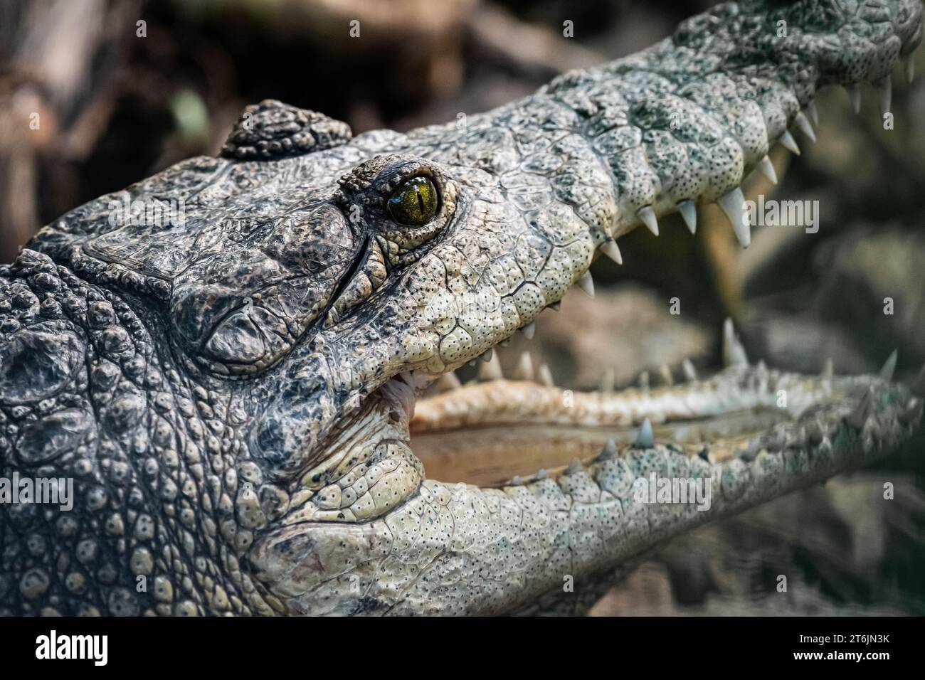 Close-up shot of the profile of a lizard's face with its snout open ...
