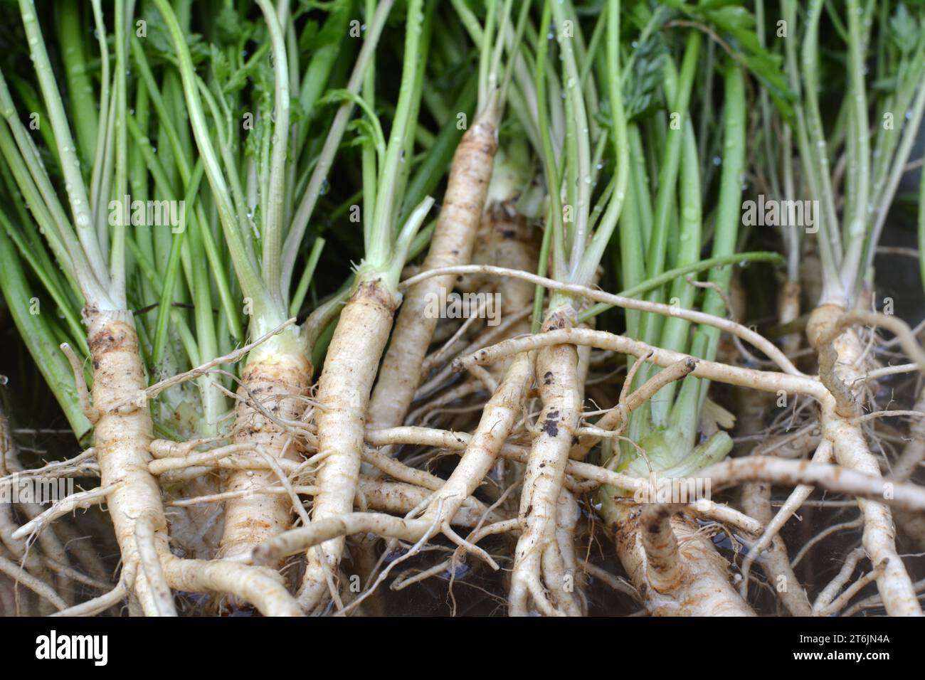 Raw parsley roots leaves hi-res stock photography and images - Alamy