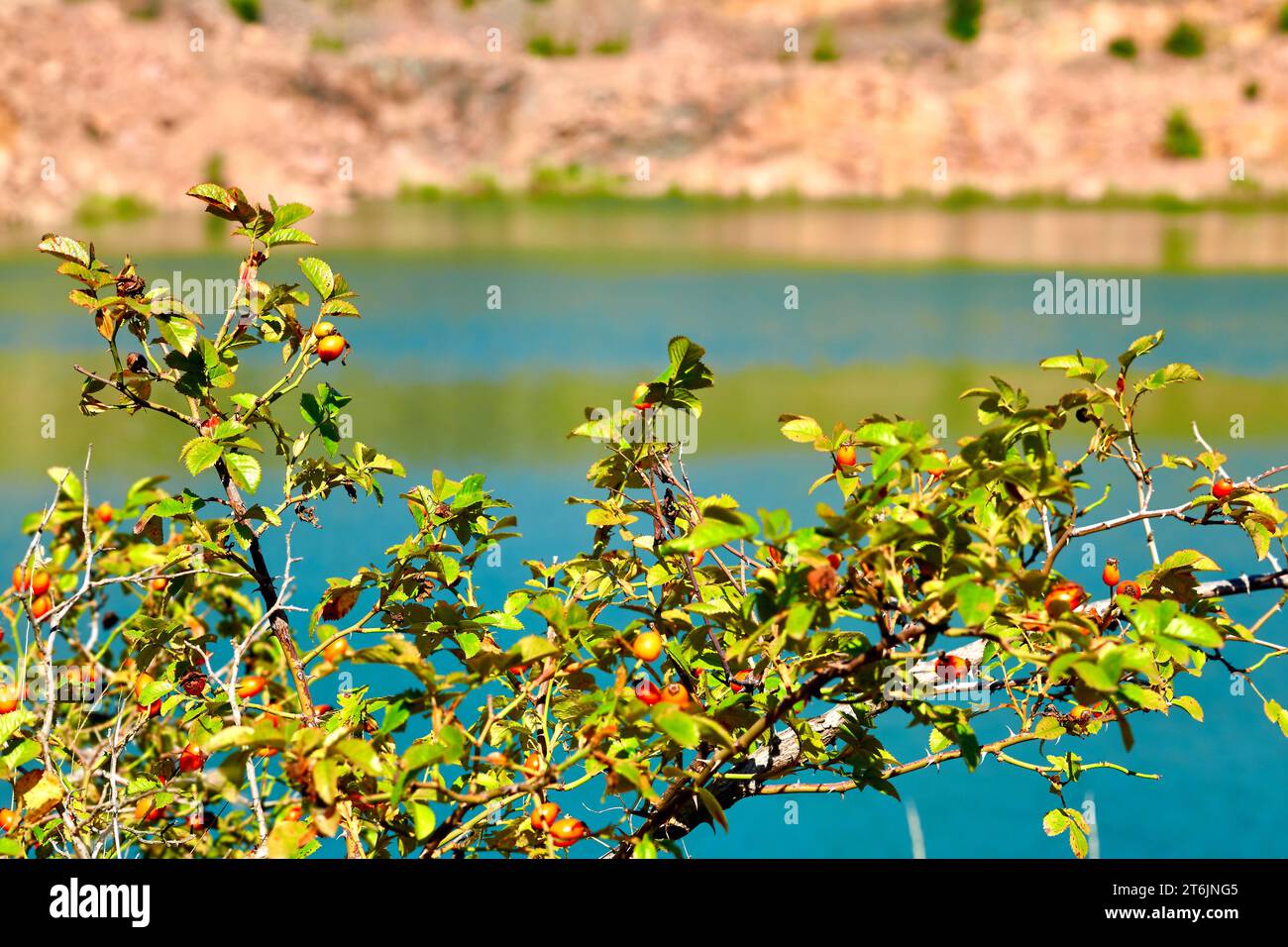 Red ripe rose hips, quarry lake, emerald radon water Stock Photo - Alamy