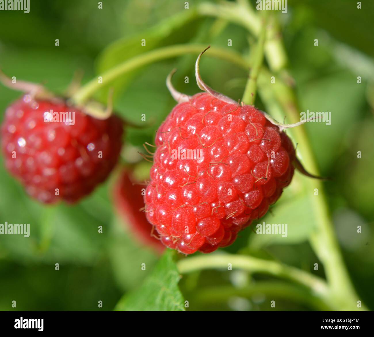 Fruits of raspberry and green leaves on a bush branch Stock Photo - Alamy