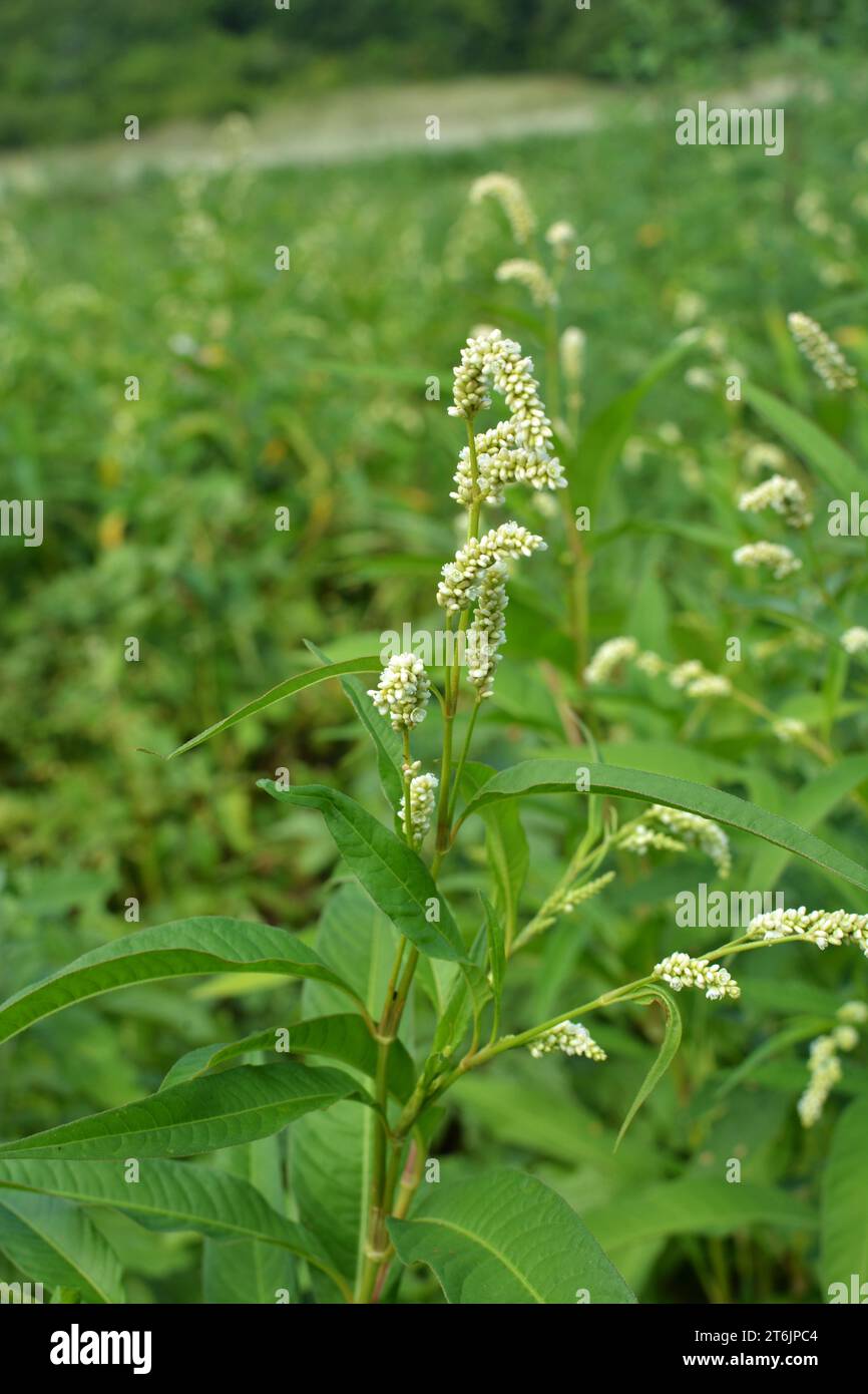 Weed Persicaria lapathifolia grows in a field among agricultural crops ...