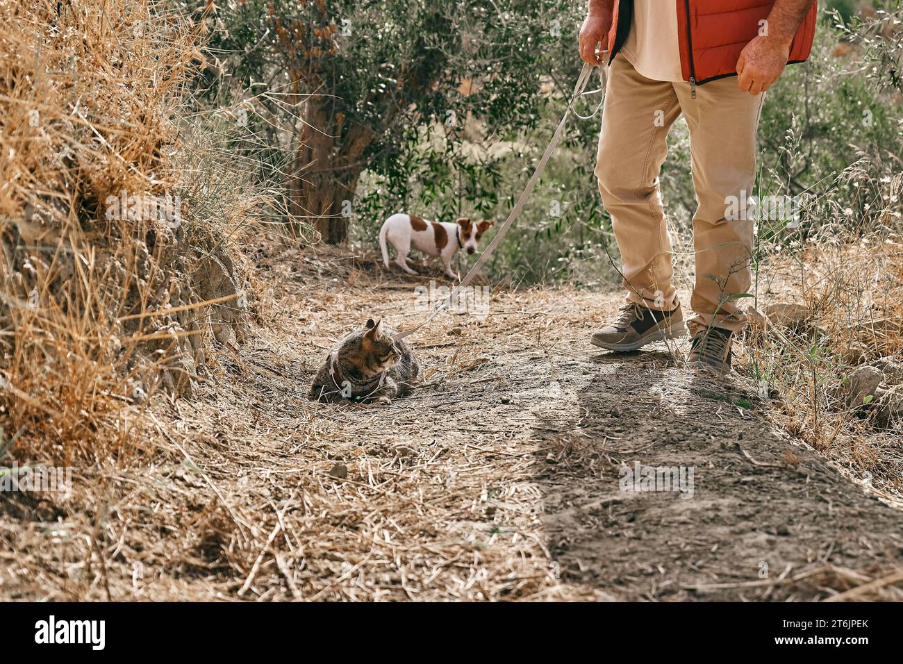 Mature gray haired man spending time outdoors with his tabby cat and ...