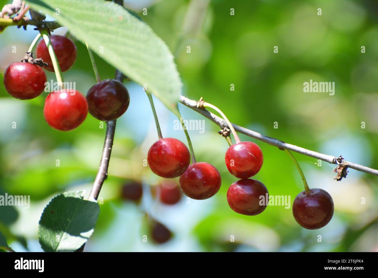 In the orchard on a tree branch ripen cherry fruit Stock Photo - Alamy