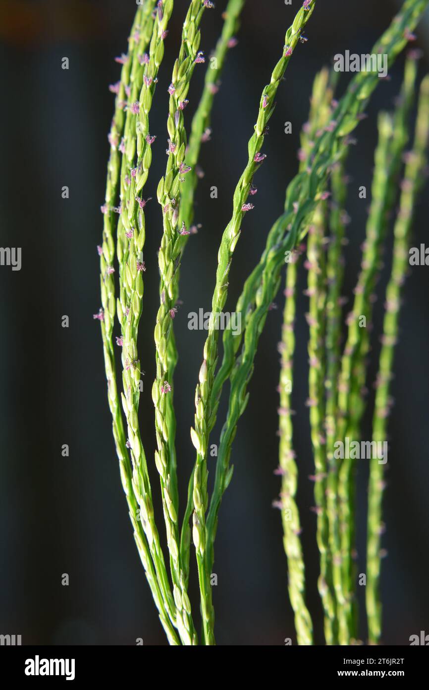 In the wild, Digitaria sanguinalis grows in the field like a weed Stock ...