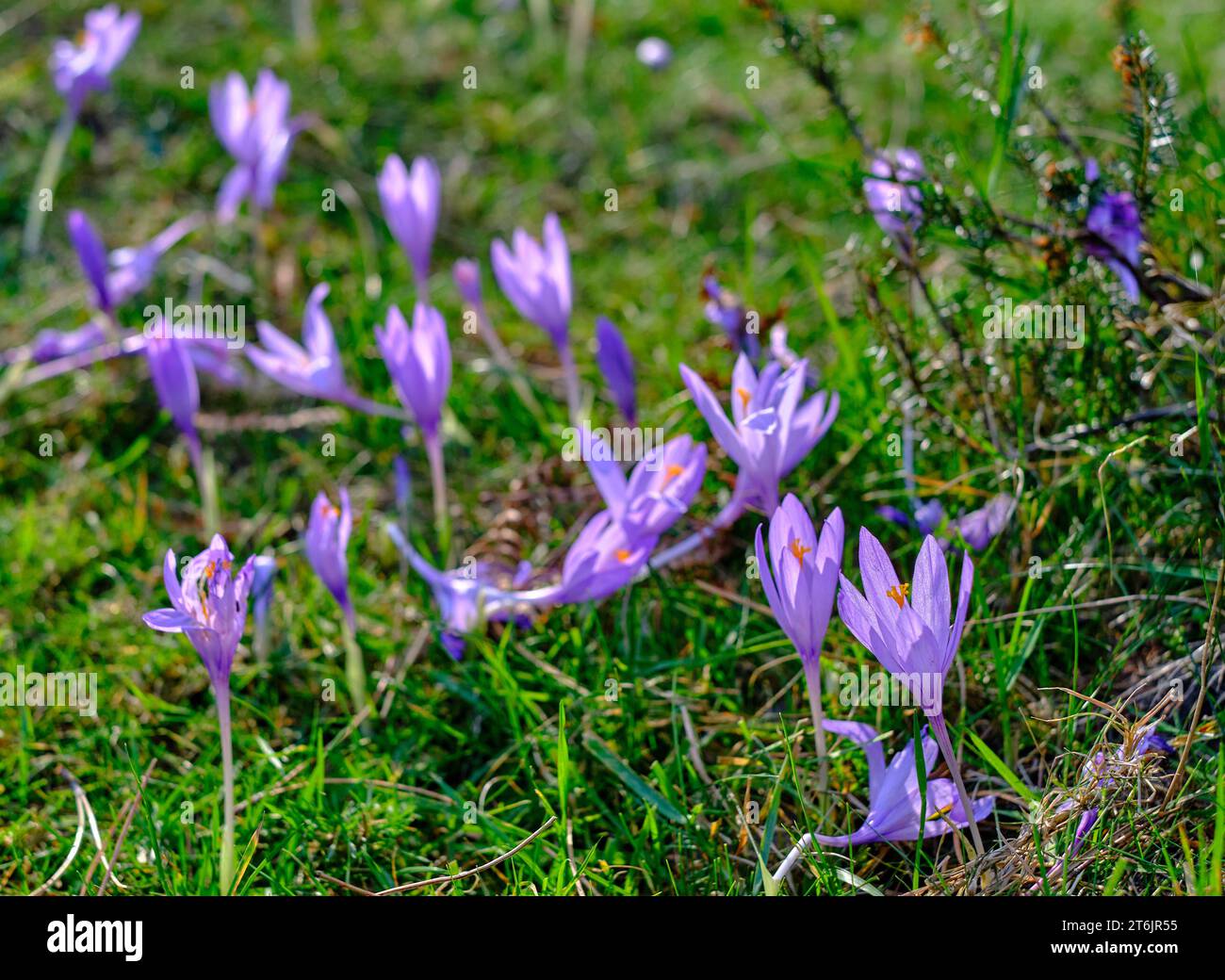 Crocus flowers in the sun rays Stock Photo - Alamy