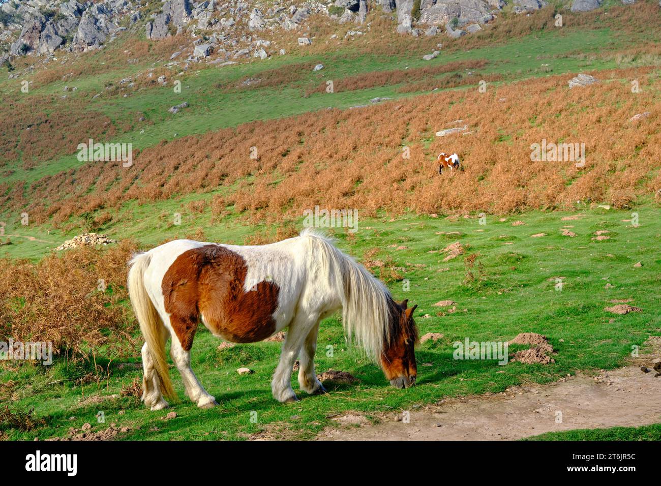 piebald pony pastures in a mountain valley Stock Photo - Alamy