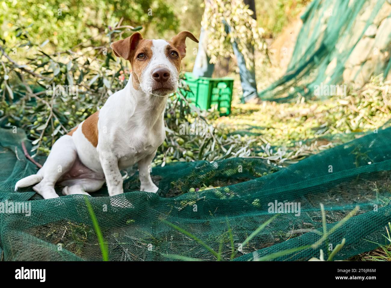 Adorable curious helper jack russell terrier dog during olives ...