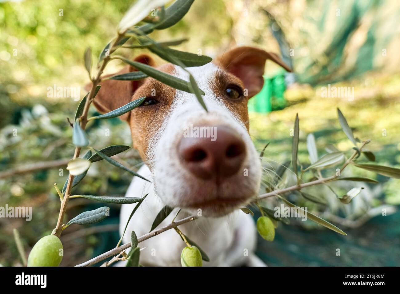 Close up portrait of adorable curious jack russell terrier dog during ...