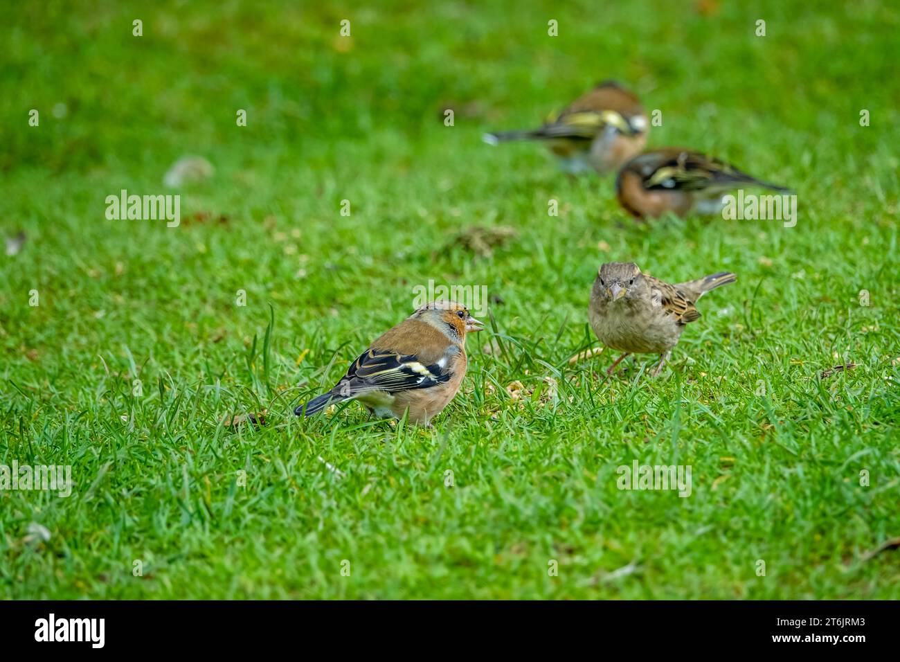 Cluster of birds hi-res stock photography and images - Alamy