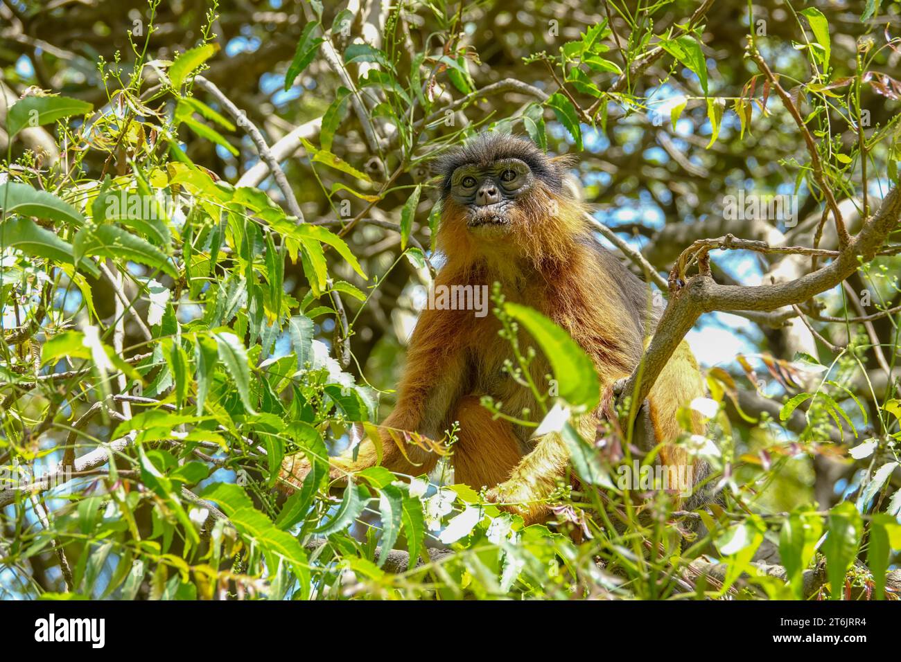 Monkey tree hotel hi-res stock photography and images - Alamy