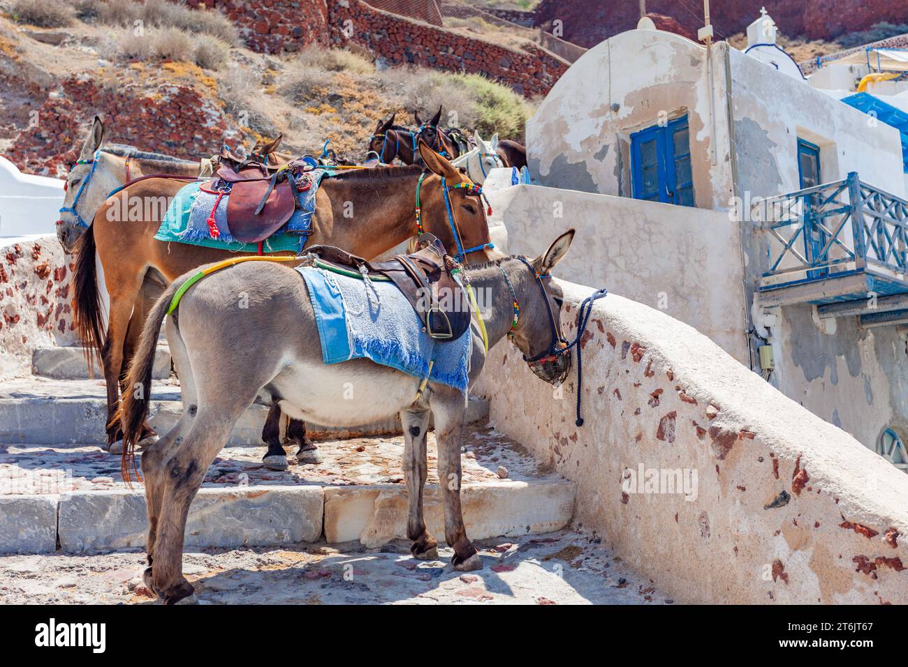 Santorinii donkey hi-res stock photography and images - Alamy