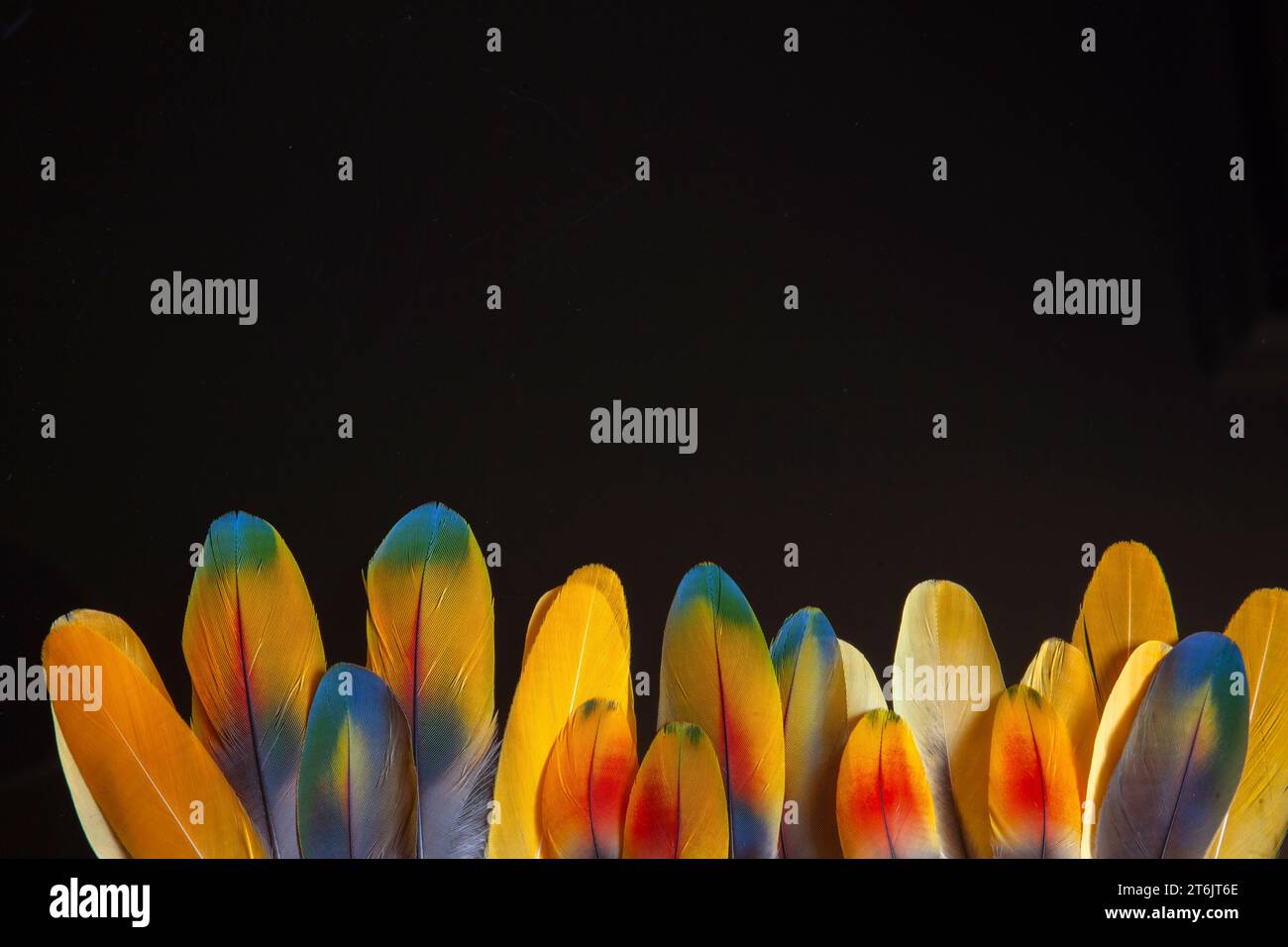 Feathers hi-res stock photography and images - Alamy