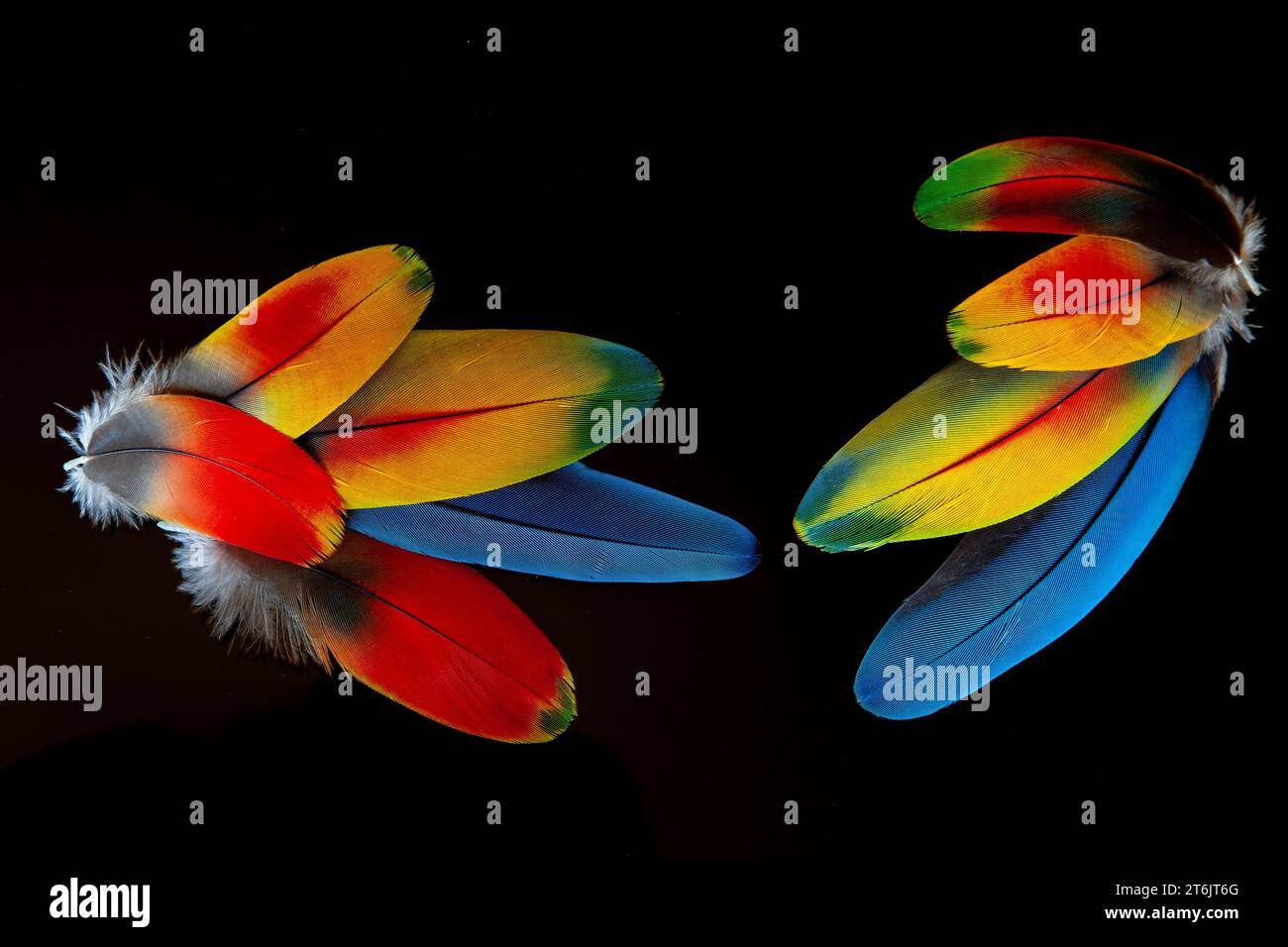 Colorful macaw feathers from the molting isolated on black background ...
